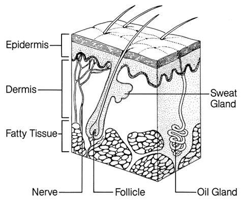 Skin System Diagram Integumentary System Anatomy And Physiology
