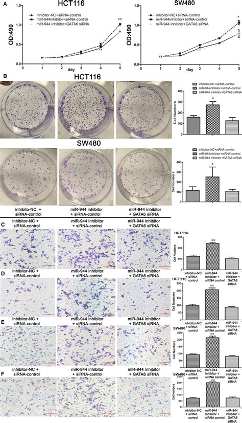Gata Binding Protein 6 Gata6 Knockdown Reverses Cell Functions