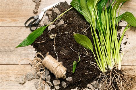 새로운 냄비에 토양으로 새싹을 새싹 녹색 작은 집 식물을 이식 가정 원예 꽃 매크로 배경 친환경 유기농 생태학 공예 개념 가정 생활에 대한 스톡 사진 및 기타 이미지