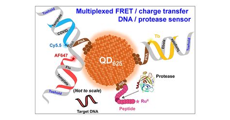 Multiplexed Dna And Protease Detection With Orthogonal Energy Transfer
