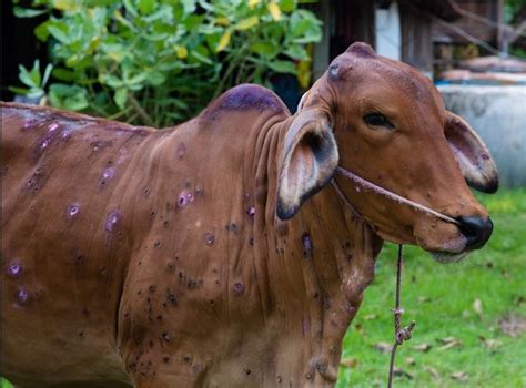 Advanced Enzyme Finding Solutions For Lumpy Skin Disease And Doing