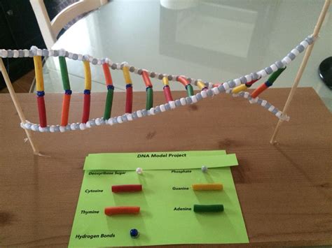 Making A Dna Model With Pipe Cleaners And Beads At Linda Audrey Blog