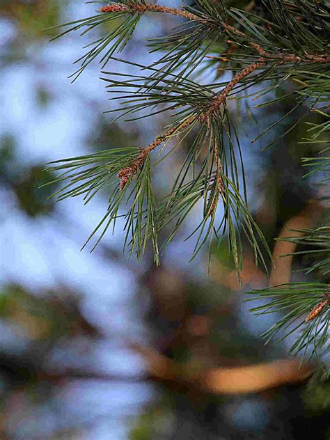 Meaning Of Cedar Tree And Its Symbolism Ultimate Guide SimplyBeyondHerbs
