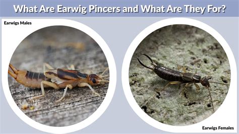 What Are Earwigs Complete Guide To Their Behavior Purpose And Habits