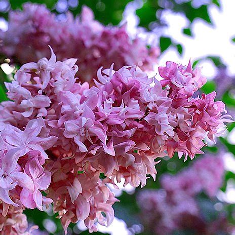 Сирень Олимпиада Колесникова и другие сорта известного селекционера в ...