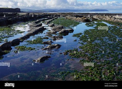 The Intertidal Zone Of The Quantock Coast Containing An Abundance Of