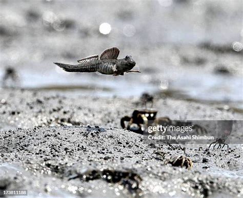 Japanese Mudskipper Photos And Premium High Res Pictures Getty Images