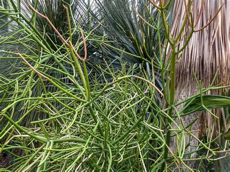 New Savanna Ramiforms In White And Green