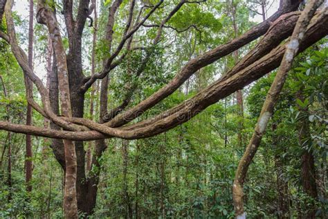 Tropical Forests Can Absorb Large Amounts Of Carbon Dioxide From The