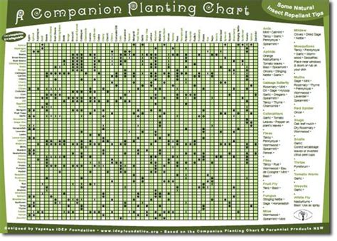 Companion Planting Layout Chart Companion Planting For Beginners The