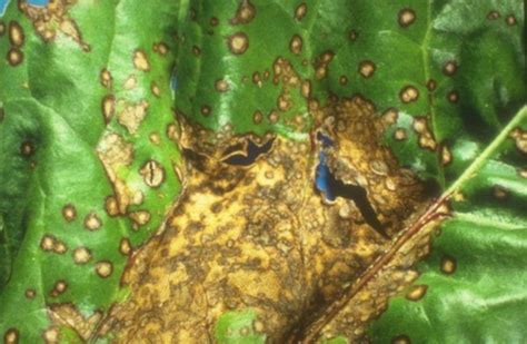 Cercospora ~ Everything You Need To Know With Photos Videos
