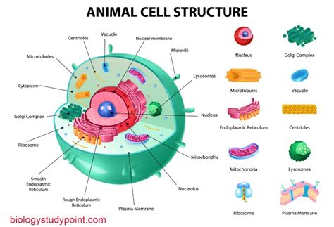 Golgi Complex Function Definition Structure Location 2025