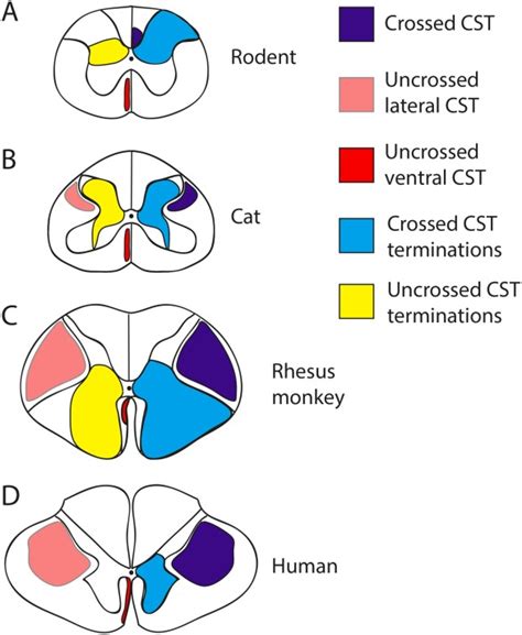 Corticospinal Tract Diseases
