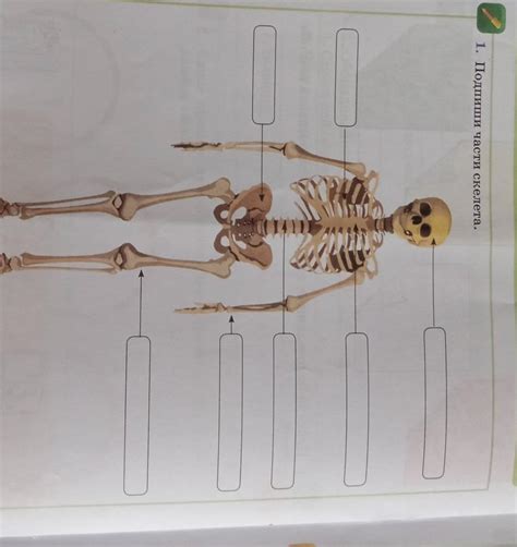 подпиши части скелета Школьные Знания Com