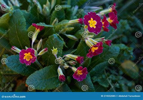 Small Red Flowers Stock Image Image Of Growth Bright 274552085
