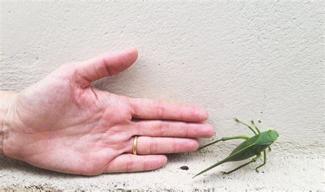 Leaf Bug Or Leaf Insect Phyllium Siccifolium Next To A Female Hand