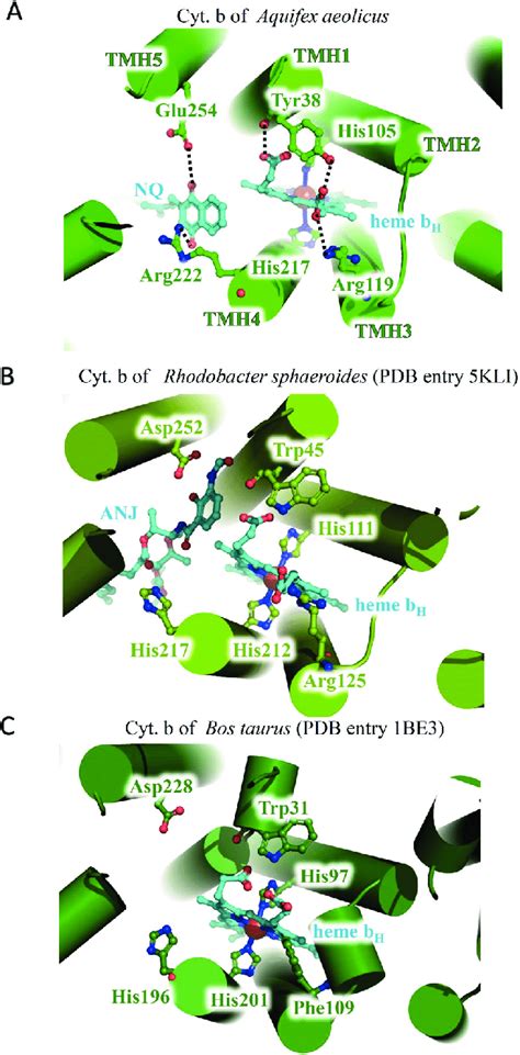 Structure Comparison Of The Heme B H Sites In The Cyt B Subunits Of A