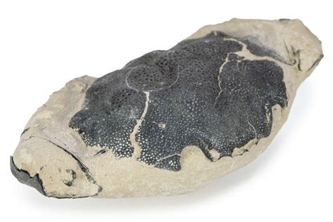 1 9 Fossil Crab Zanthopsis London Clay England 243406 For Sale