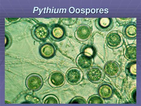 Ppt Stramenopila Powerpoint Presentation Free Download Id 6258404