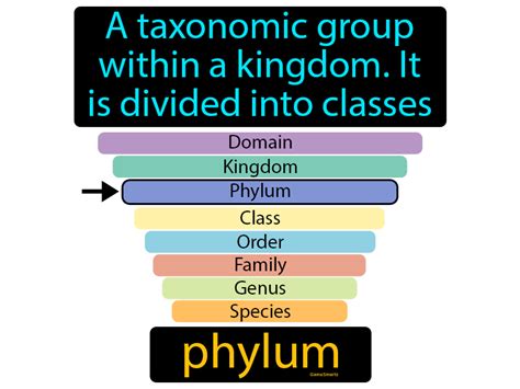 Phylum Definition And Image Gamesmartz