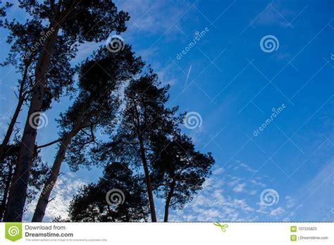 Trees And Blue Sky And Clouds Lake And Trees Stock Image Image Of Nature Tree