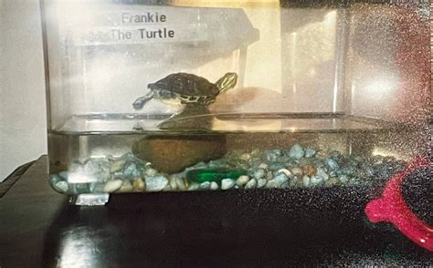 Frankie The Wonder Turtle By Bucky91 On Deviantart