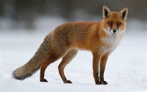 Todo Sobre El Zorro Rojo Caracter Sticas Amenazas Alimentaci N Etc