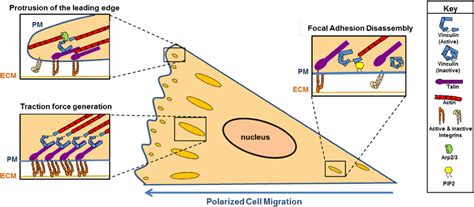 Role Of Vinculin In Polarized Cell Migration Vinculin Is Involved In Download Scientific