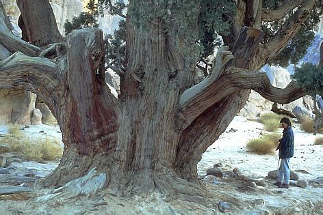 LON-CAPA Botanik online: Gymnospermae - Cupressus