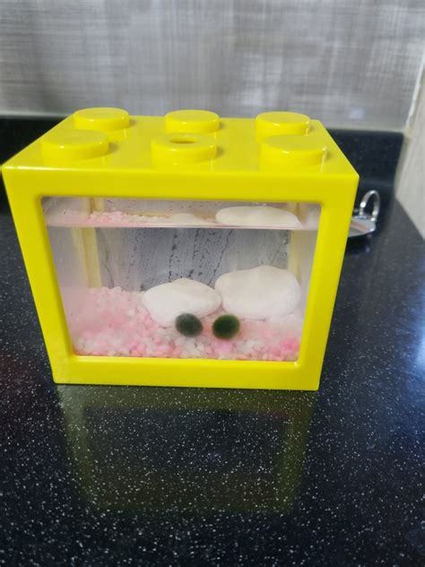 마리모 잘 크고 있나요 지식in