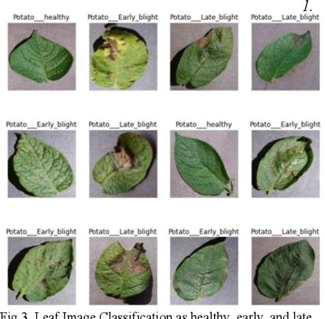 Figure 3 From Early And Late Blight Disease Detection In Potato Semantic Scholar