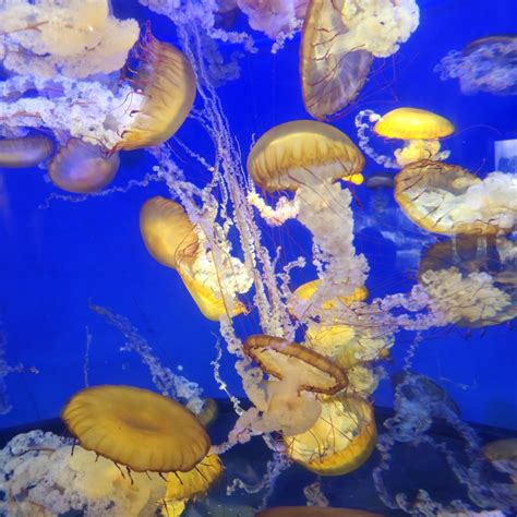 Aquarium Of The Pacific Long Beach Ca Information Tickets And Reviews