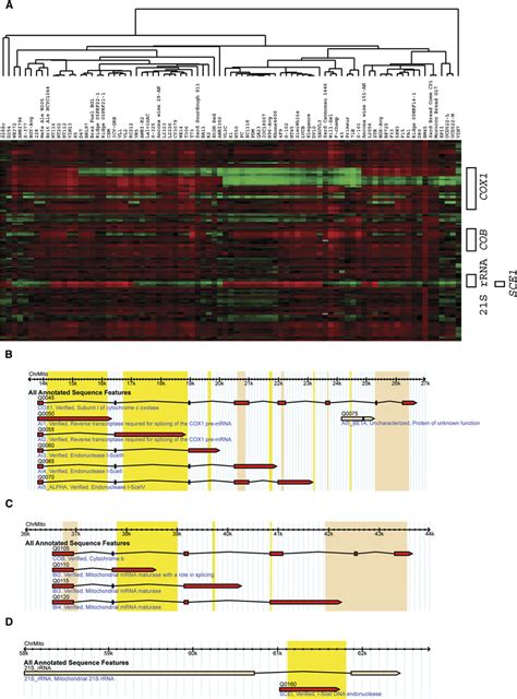 Mitochondrial Dna Variation A Hierarchical Clustering Using Acgh Download Scientific
