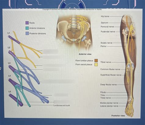 Aandp Lab Quiz 11 Lumbar And Sacral Plexus Diagram Quizlet