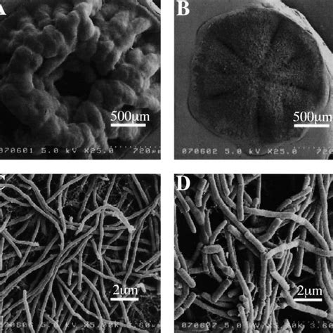 Pdf Purification And Characterization Of An Extracellular Polyl