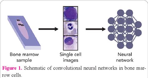 Figure 1 From Determination Of Bone Marrow Cell Morphology In Rat Semantic Scholar