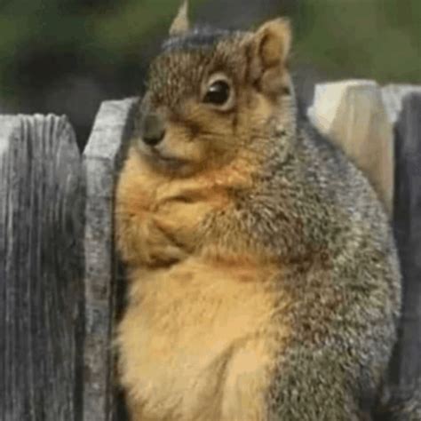Squirrel Serious Meme Squirrel Serious Offended Discover And Share S
