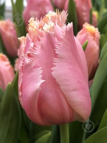 ᐉ Цибулина Vws Export Import Of Flowerbulbs B V тюльпана бахромчастого Хартбіт 3 шт • Краща