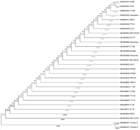 Upgma Tree Method Showing The Genetic Relationship Of Matk Region Download Scientific Diagram