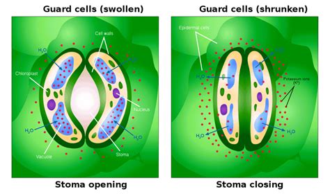 Class 7 Science Chapter 10 Question Answers Life Processes In Plants