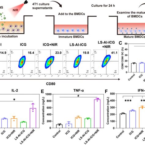 In Vitro Dendritic Cells Maturation A Image Illustrating The Design Download Scientific