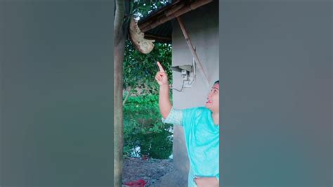 গাছে গরুর দাঁত ☺️ Shorts Shortvideo Youtubeshorts Youtube