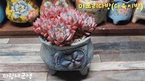241120 삼년키운 파랑새 분갈이♡다육이 다육식물 Succulent Plants다육이분갈이 Youtube