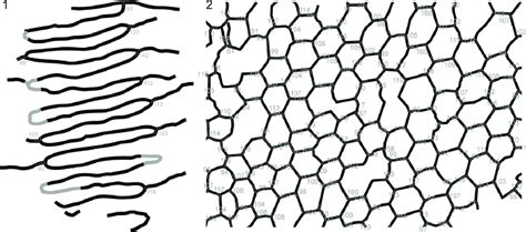 Branching Angle Calculations Branching Angle Of The Branching Form Download Scientific