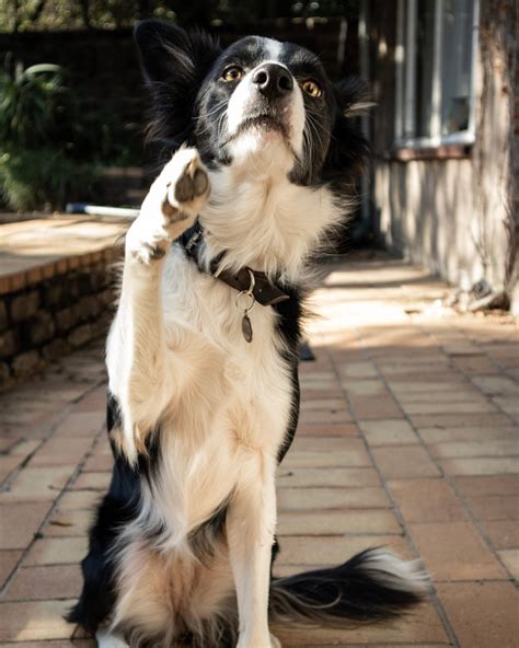 Hiiii : r/BorderCollie