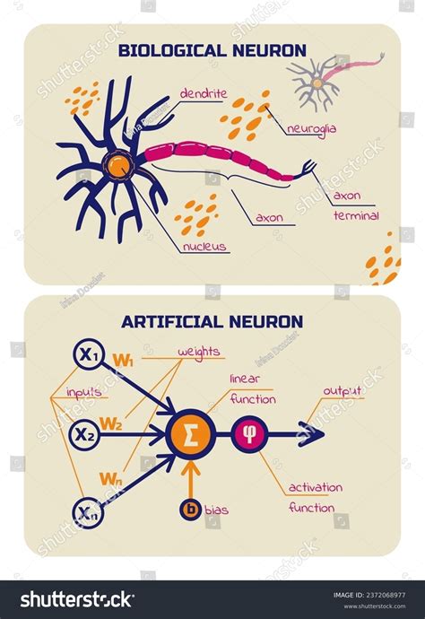 Visual Schemes Biological Artificial Neurons Neural Stock Vector