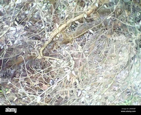 Natural Background In Green Gray Tonality Forest Motifs Interwoven Branches Of Wood And Foliage