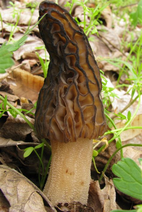 Сморчок высокий (Morchella elata) фото и описание