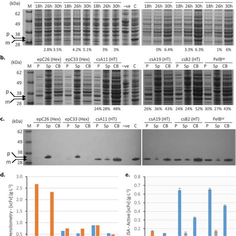 Fed Batch Fermentation For The Production Of Scfv β Lactamase E Coli Download Scientific