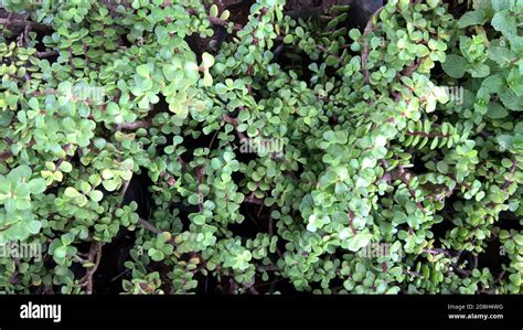 Scenic View Of Crassula Ovate Also Called As Jade Plant Or Lucky Plant